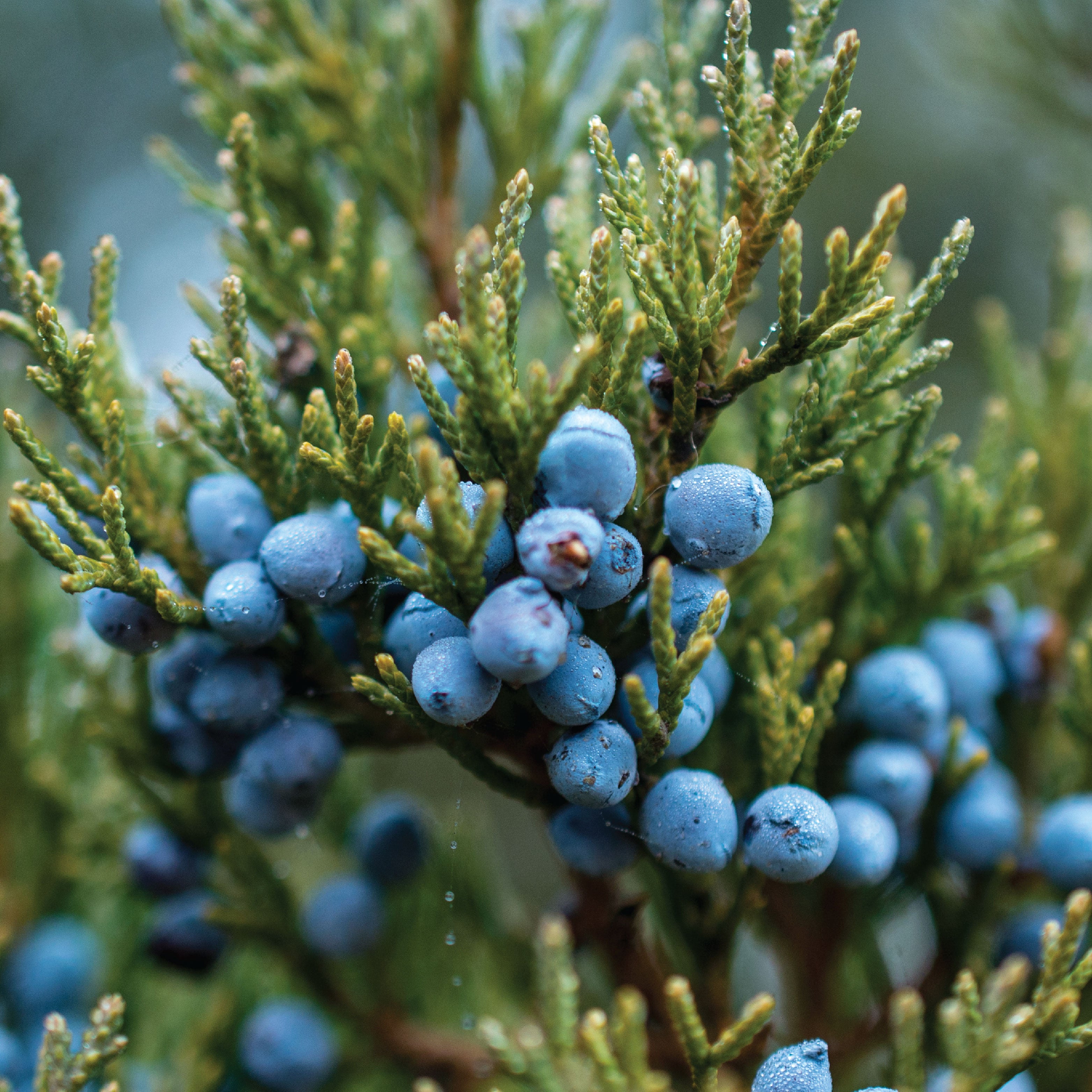 Juniper Smoke – Broken Top Brands Wholesale